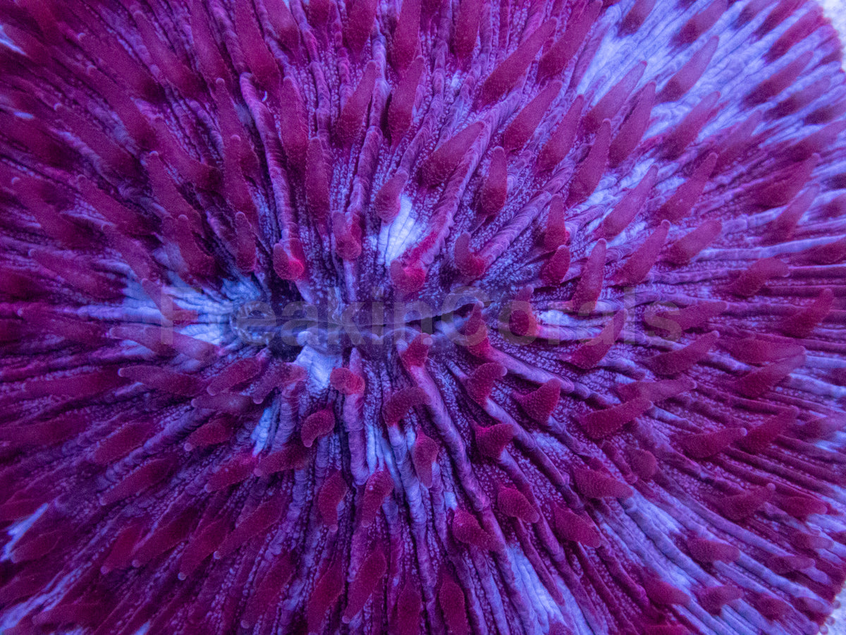 Crimson Halo Fungia (Fungia sp., Rare Color) – freakincorals.com