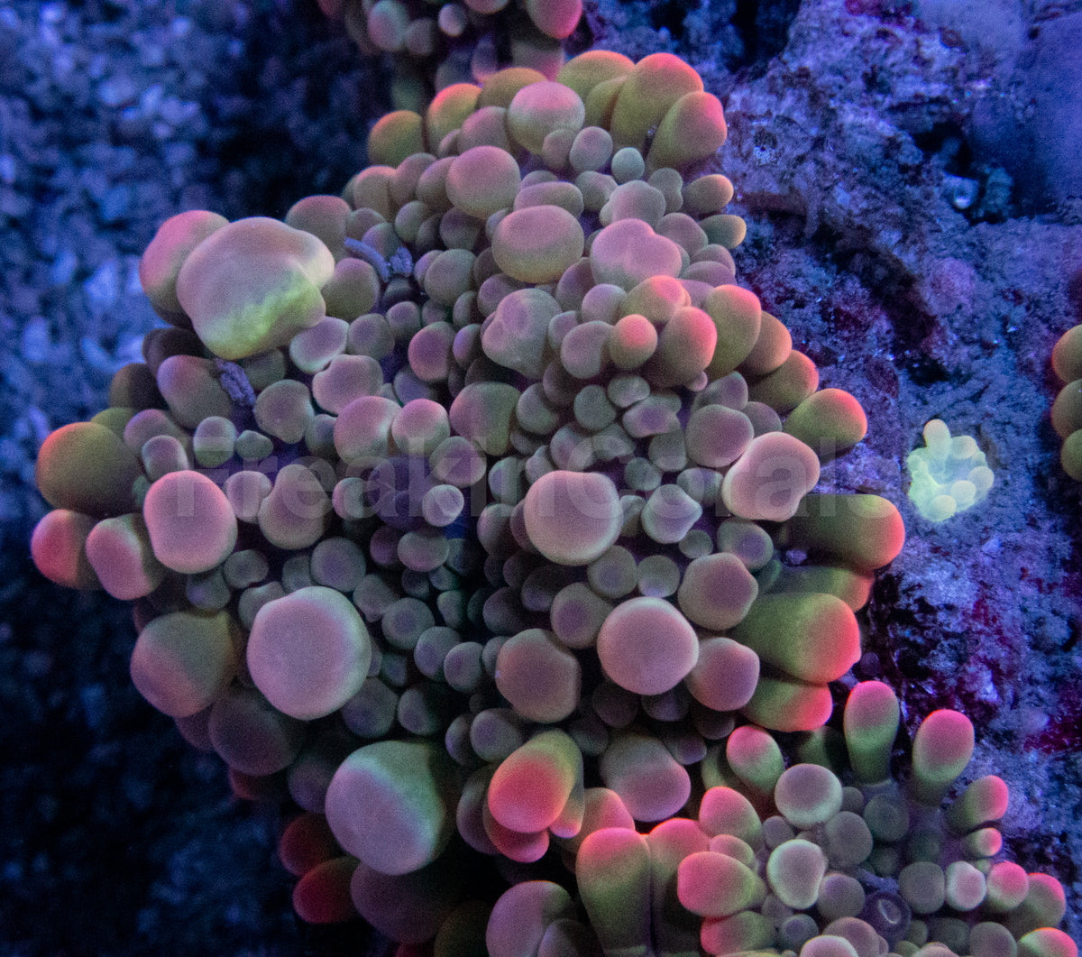 Collector's Edition: Enchanted Rainbow Ricordea Yuma Extra Bubble (Cut – freakincorals.com