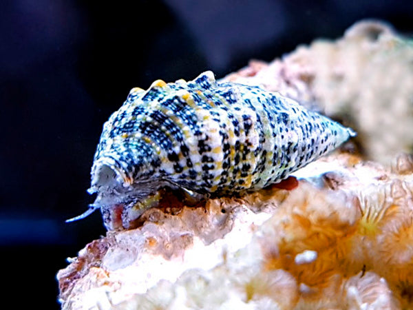 Cerithium spp. – freakincorals.com