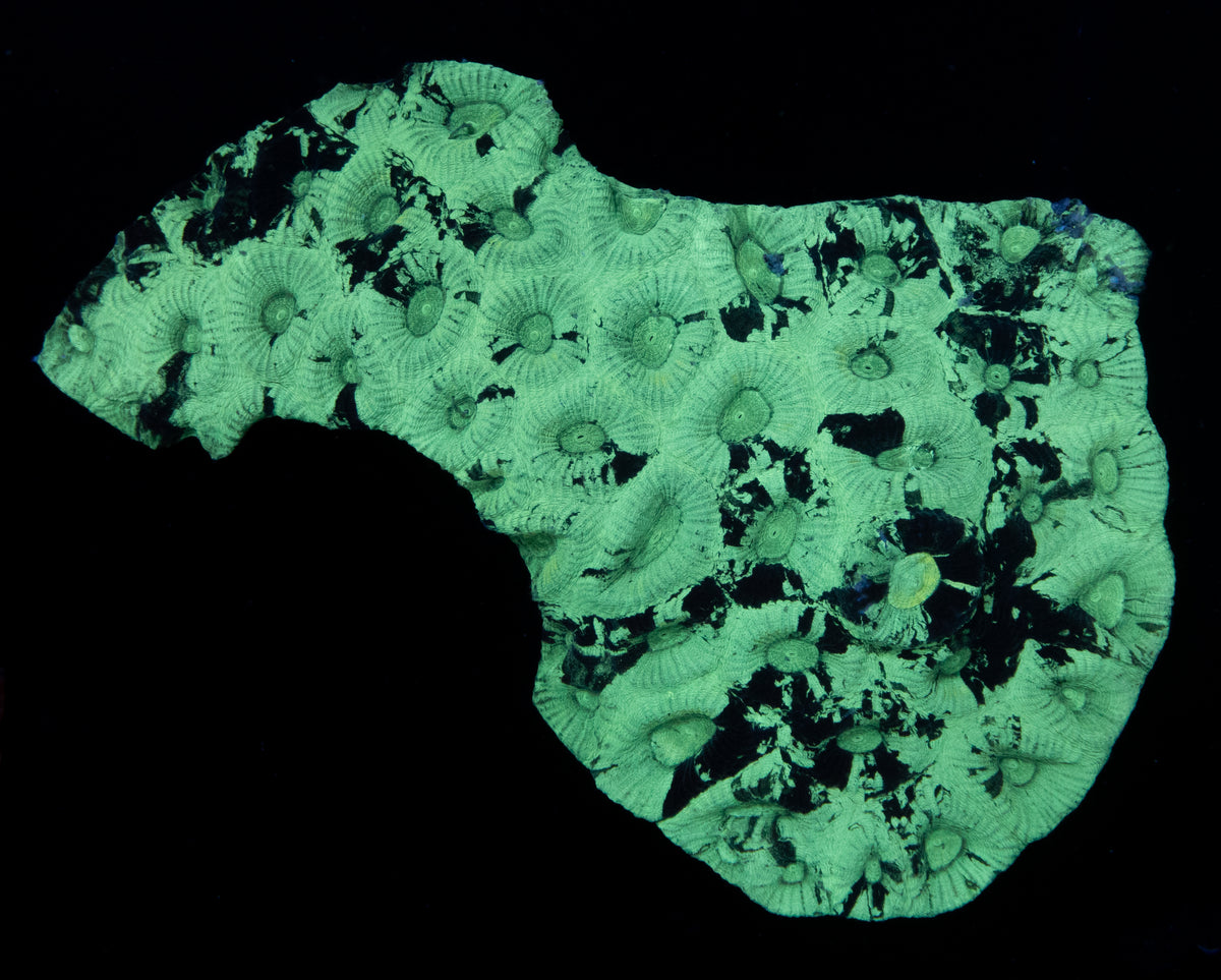 LPS – freakincorals.com