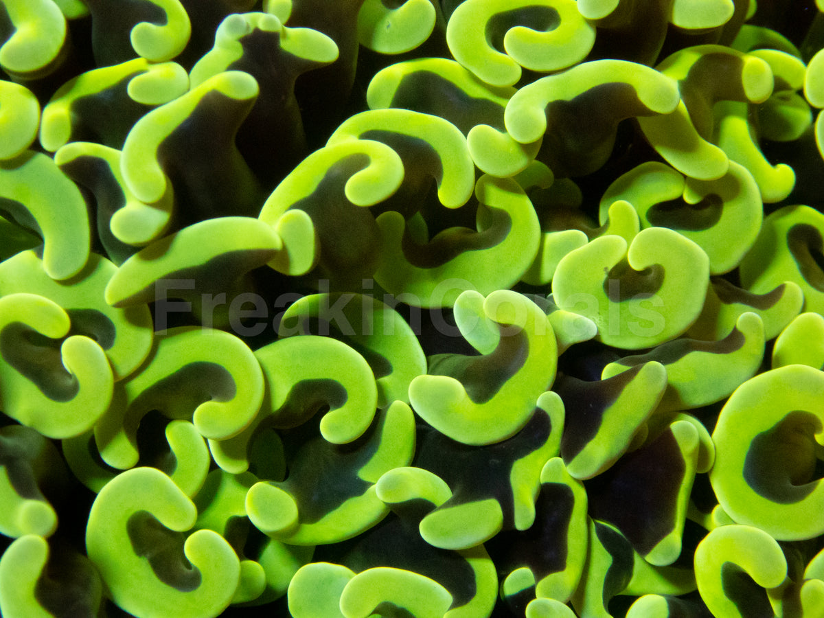 Golden Venom Hammer – freakincorals.com
