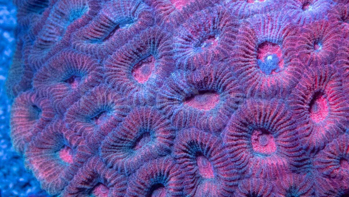 Favia spec. “Cotton Candy Galaxy” – freakincorals.com