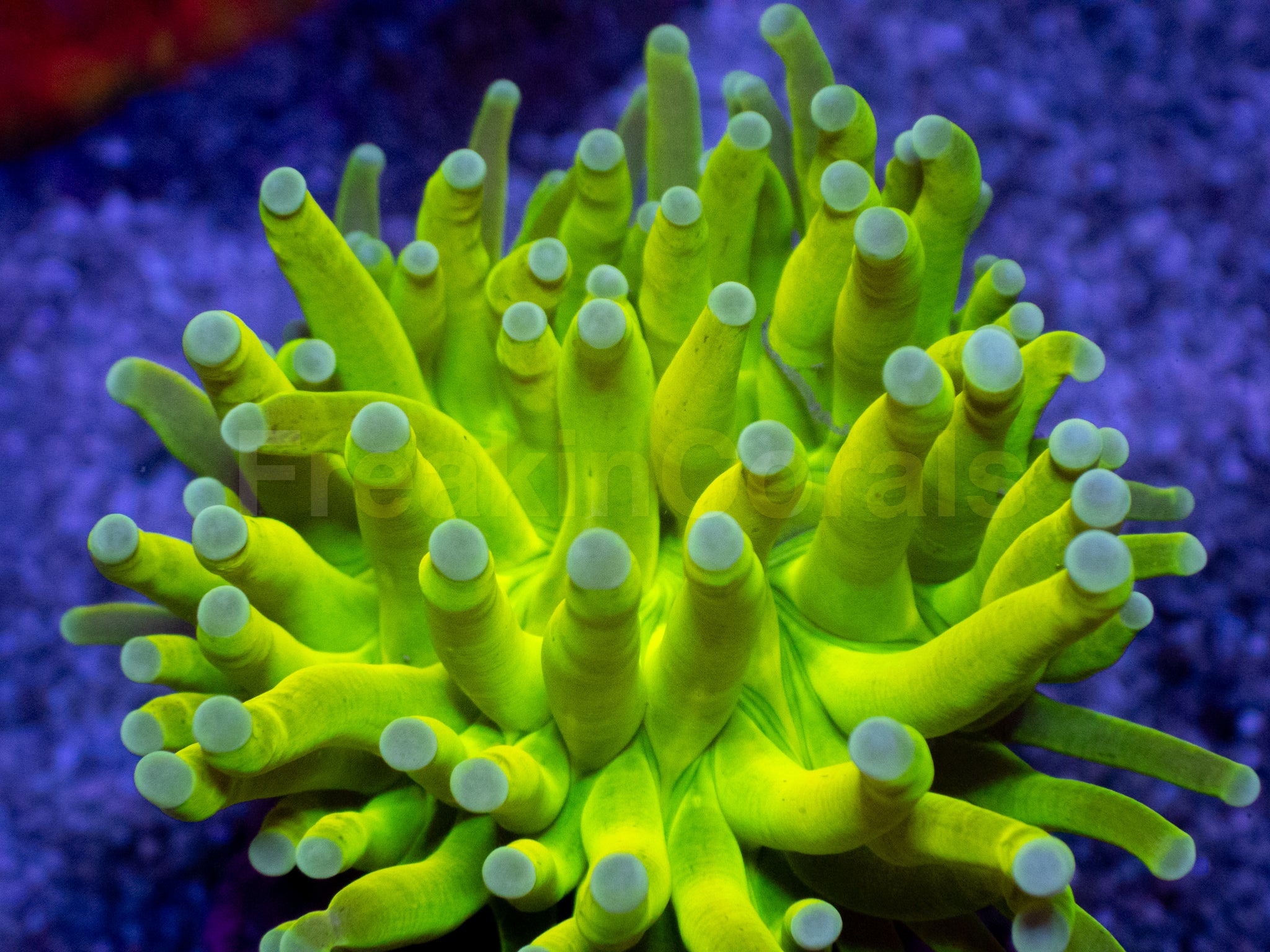 Euphyllia glabrescens “Flubber Torch – White Tip” – freakincorals.com