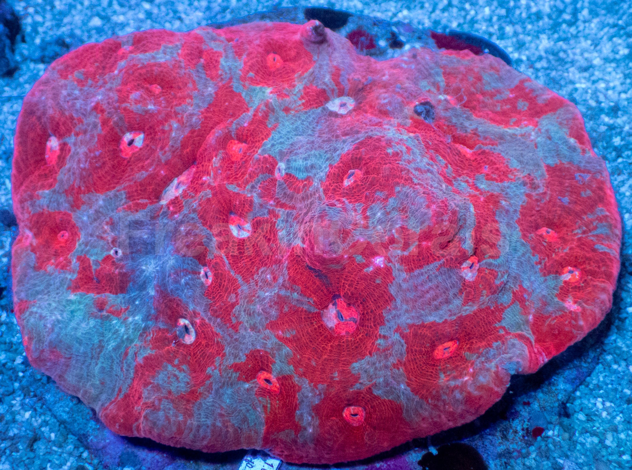 Acanthastrea echinata “Patriot Inferno” – Mastergrade – freakincorals.com