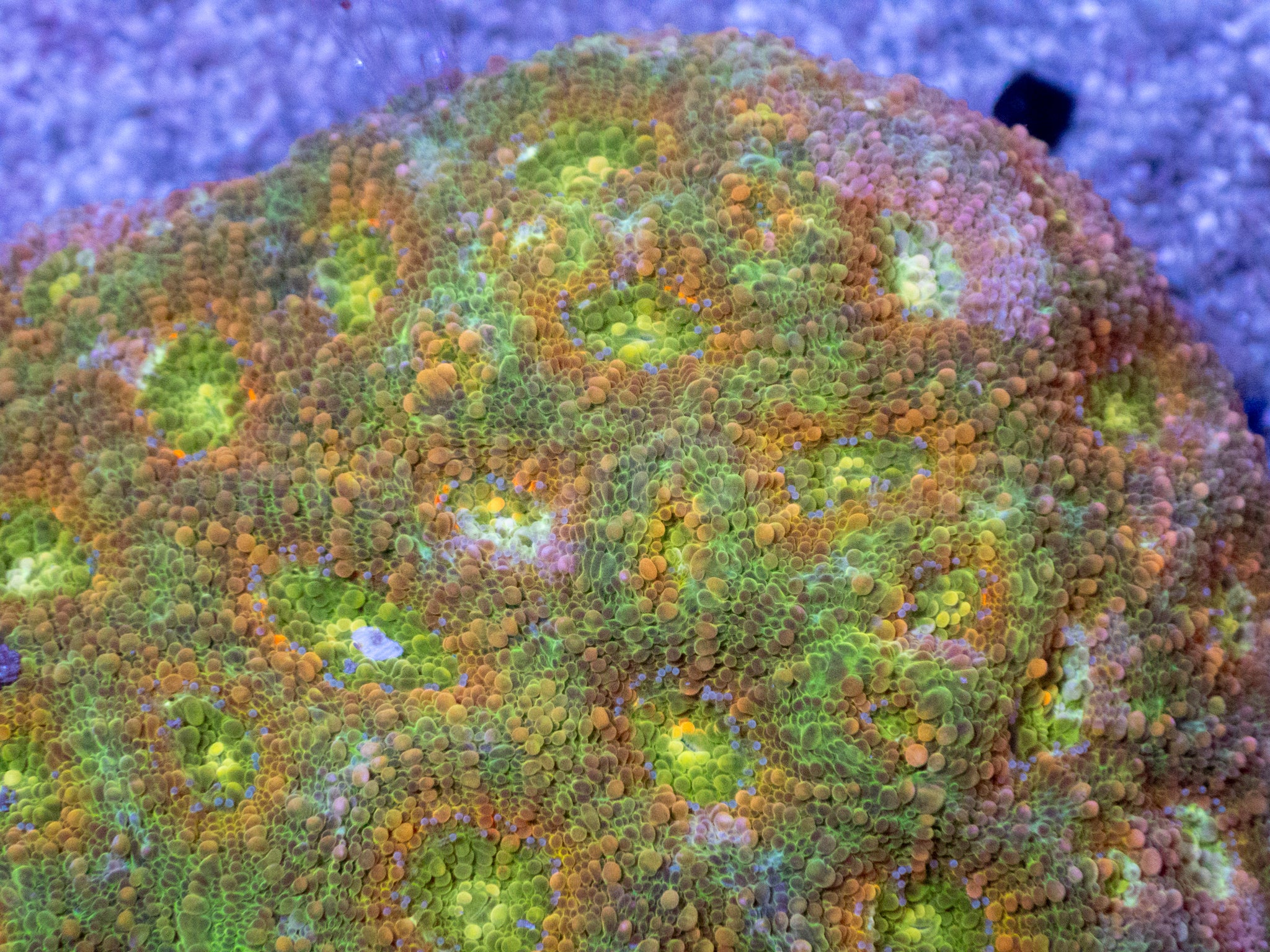 Acanthastrea echinata “Solar Fusion Colony” – freakincorals.com