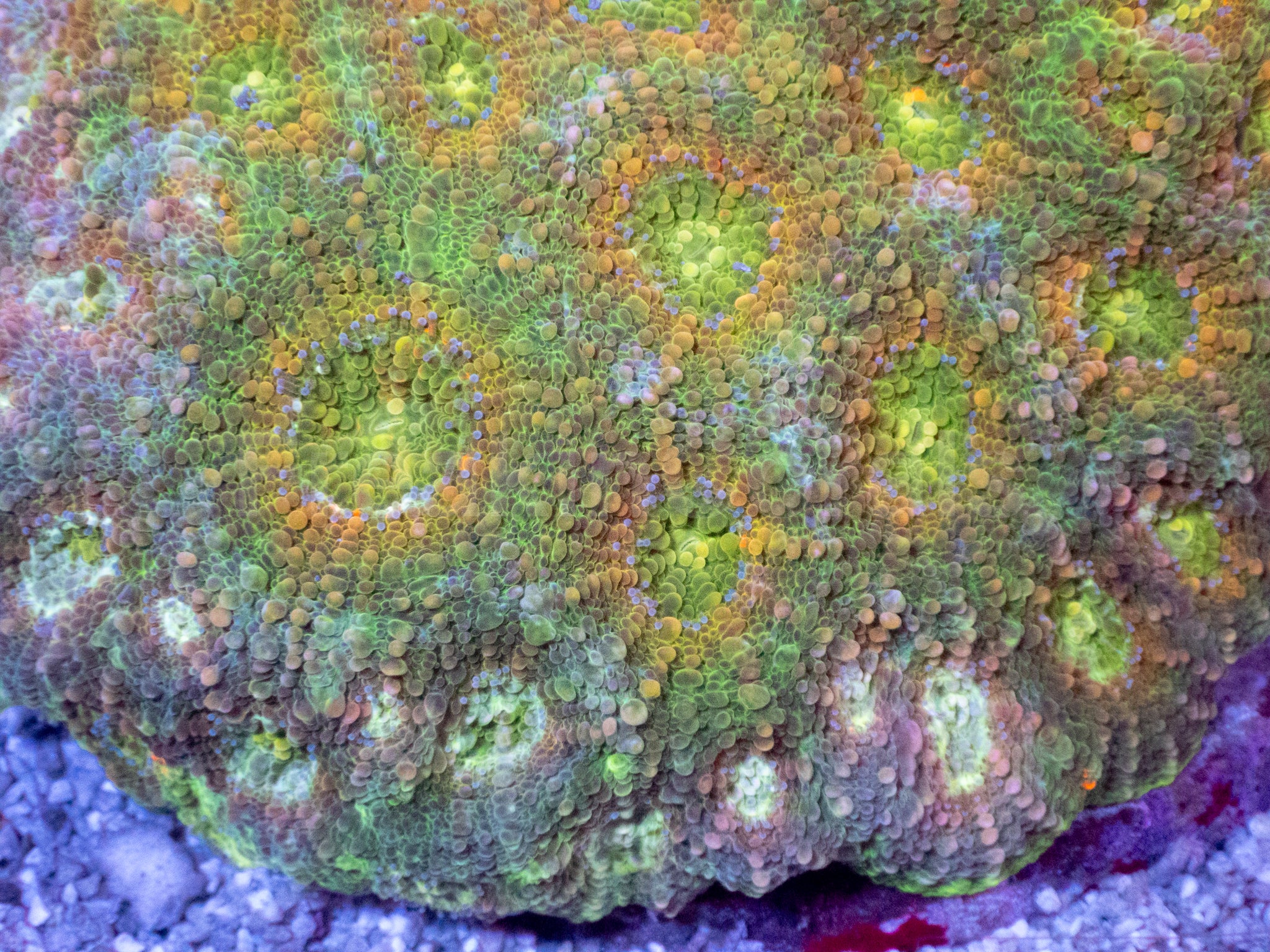 Acanthastrea echinata “Solar Fusion Colony” – freakincorals.com