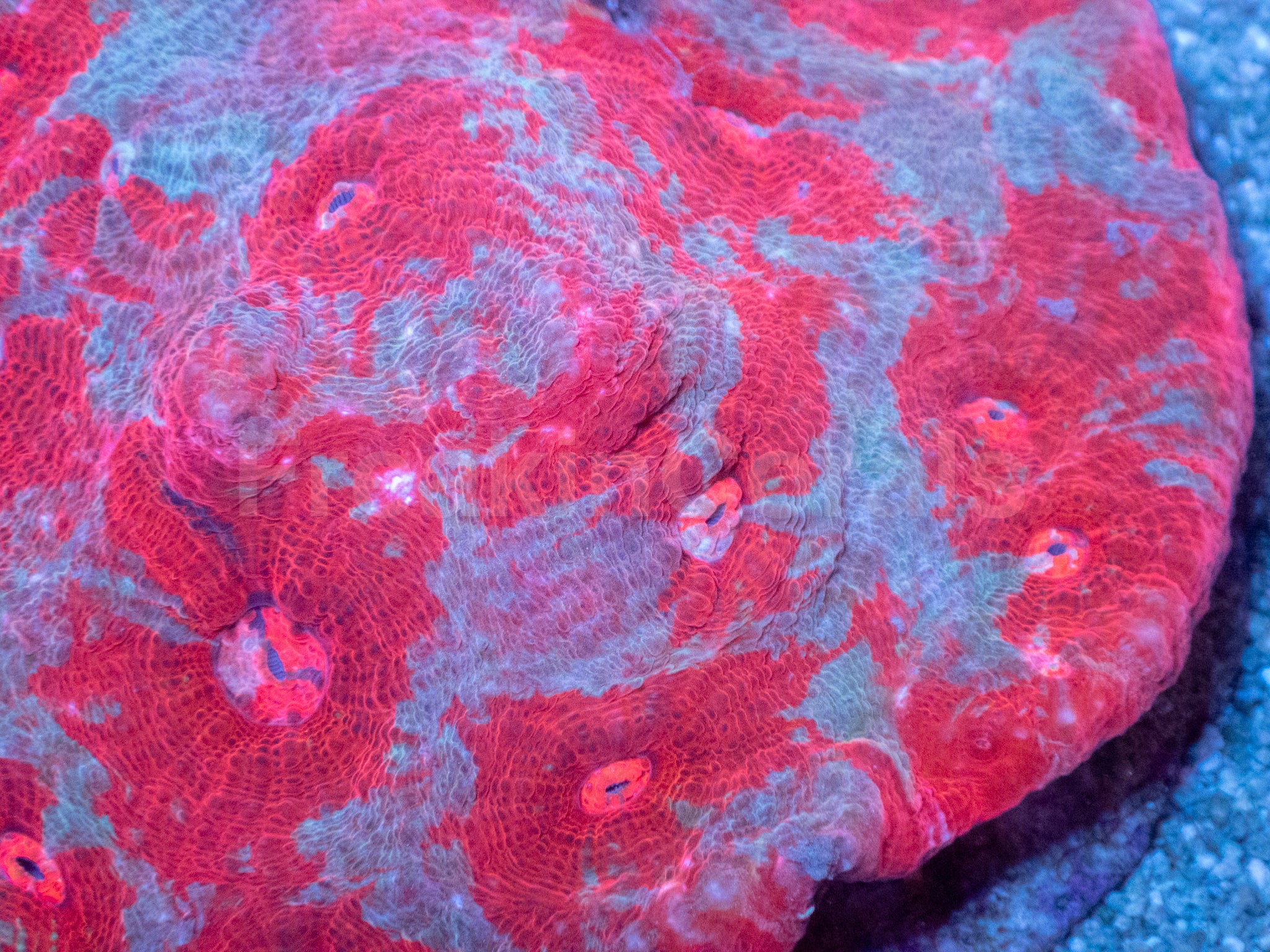 Acanthastrea echinata “Patriot Inferno” – Mastergrade – freakincorals.com