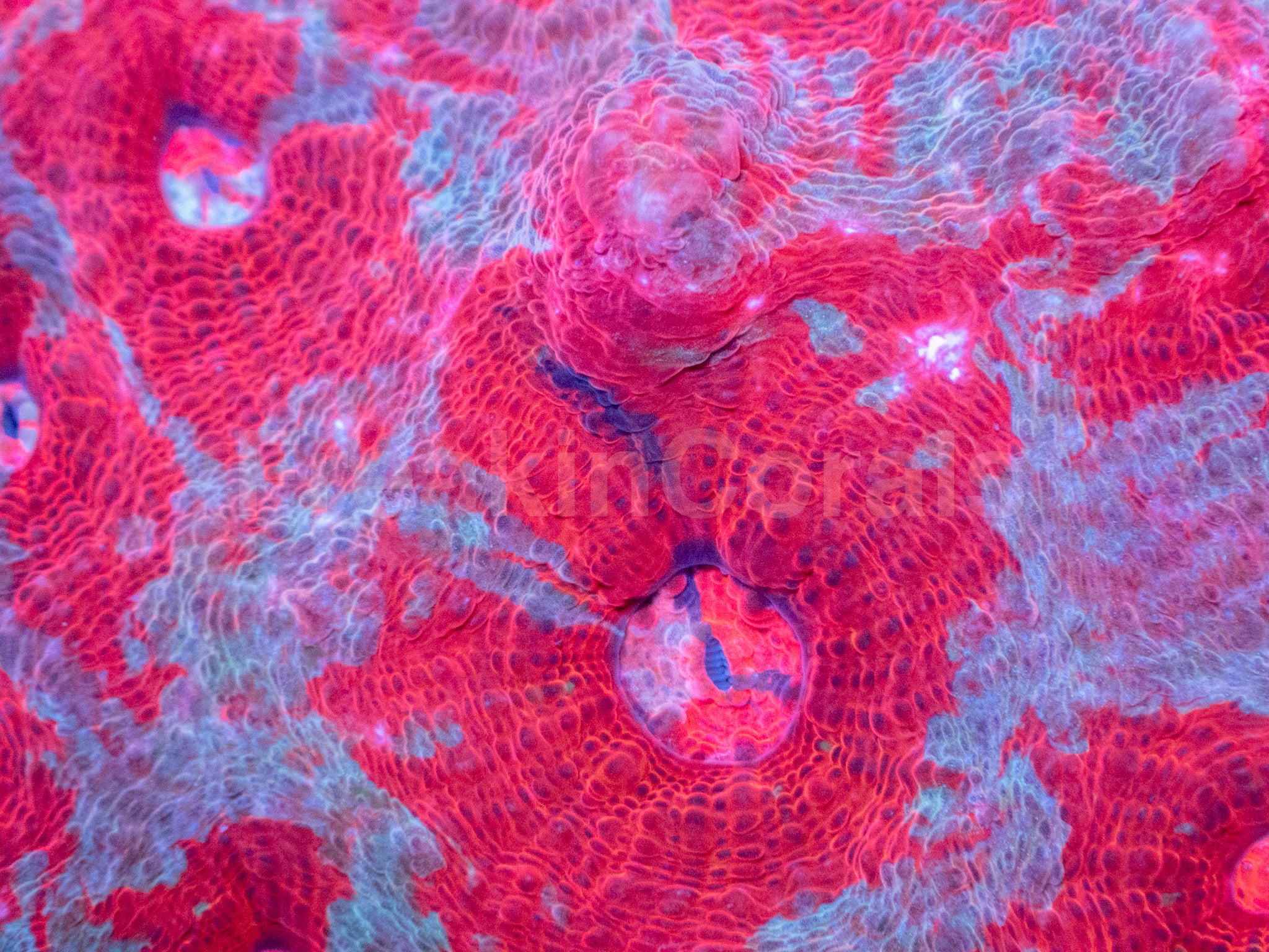 Acanthastrea echinata “Patriot Inferno” – Mastergrade – freakincorals.com