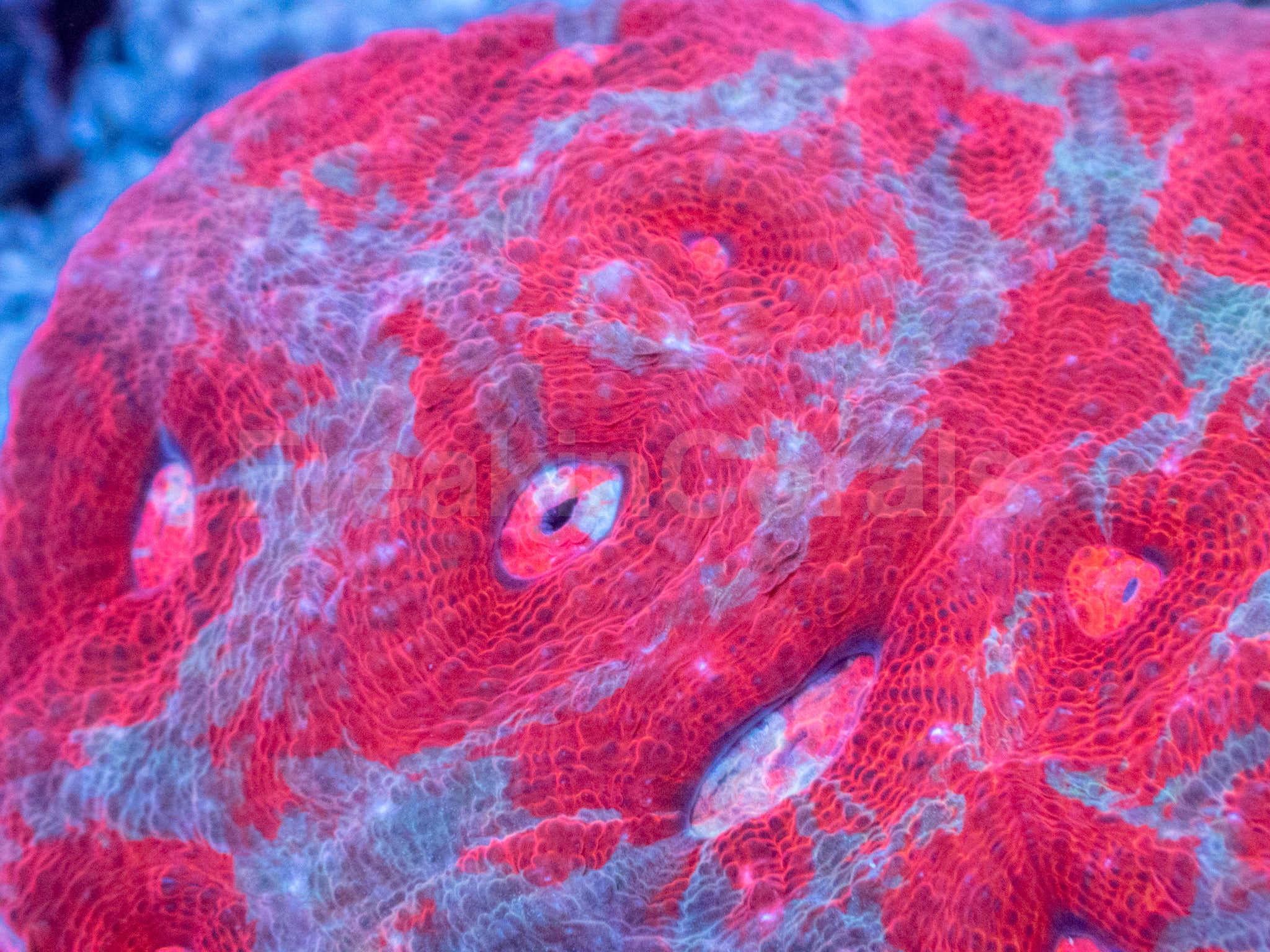 Acanthastrea echinata “Patriot Inferno” – Mastergrade – freakincorals.com