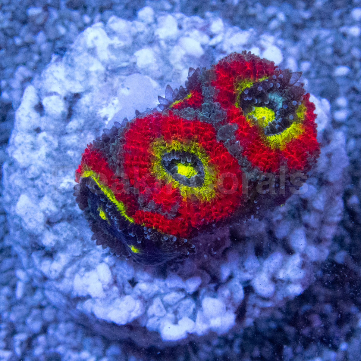 BigR Holy Grail Micromussa (Micromussa lordhowensis) – freakincorals.com