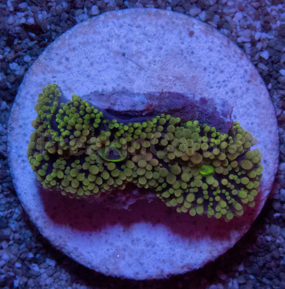 Neon Bloom Ricordea (Ricordea florida) – freakincorals.com