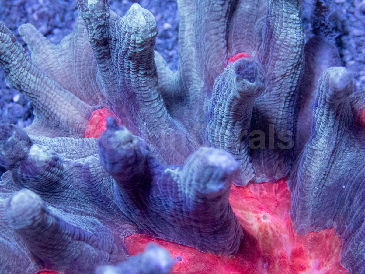 Solar Flare Pectinia (Pectinia spp.) – freakincorals.com