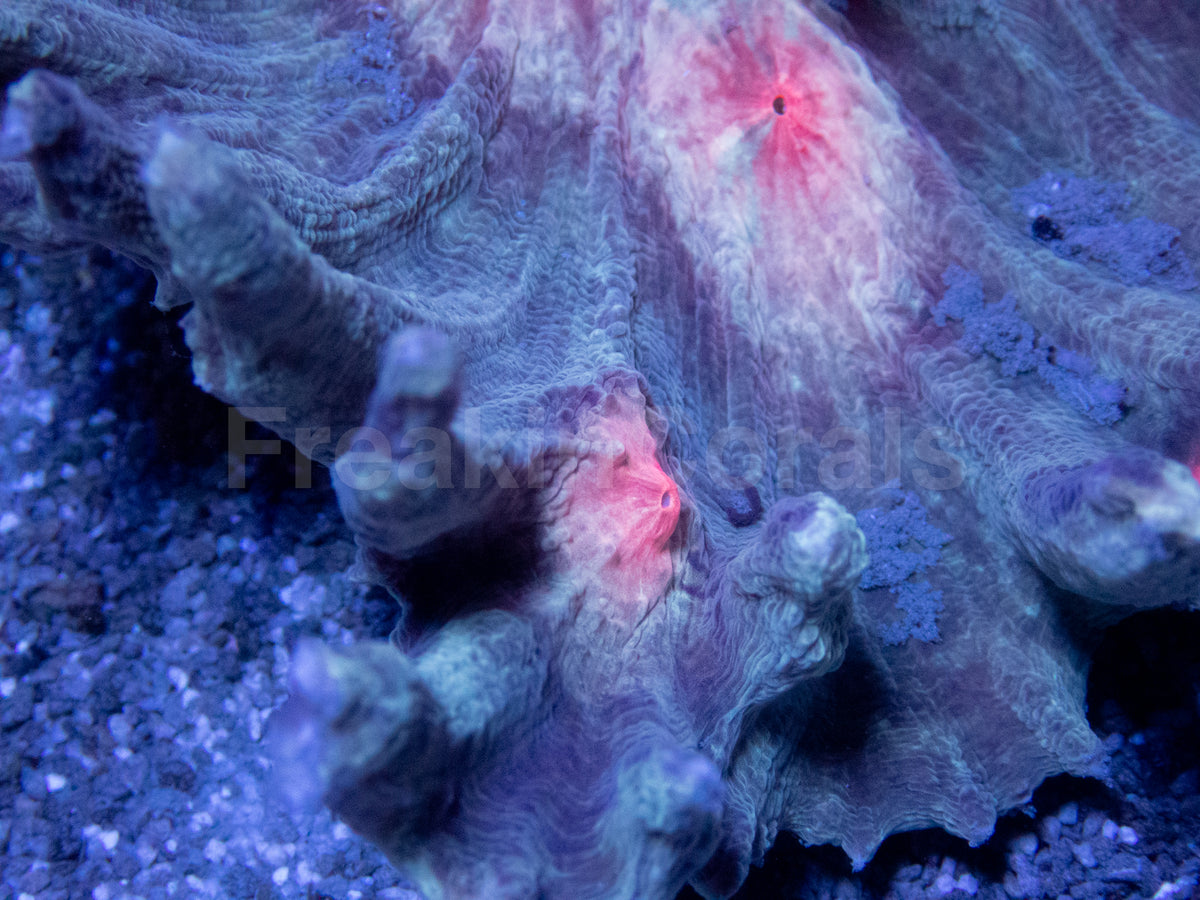 Scarlet Halo Pectinia (Pectinia spp.) – freakincorals.com