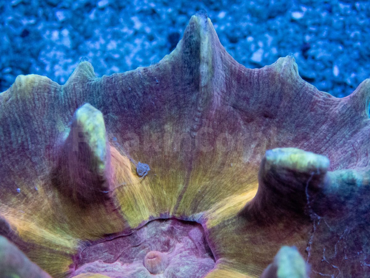 FK Mastergrade Gold Pectina (Collector Coral - Ultra Color ...