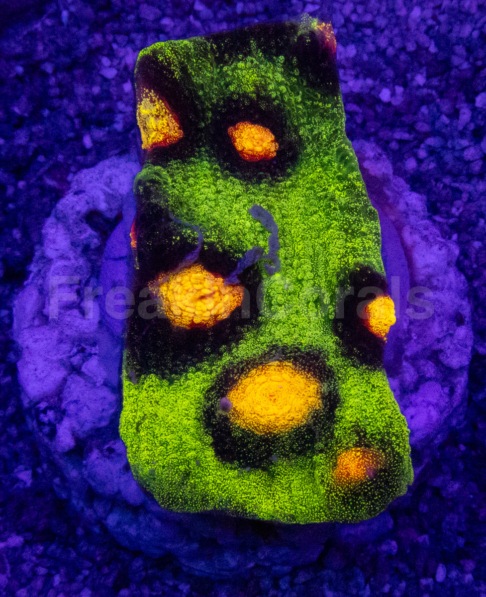 Jason Fox Raja Rampage Chalice – Signature Coral (CTO Frags ...