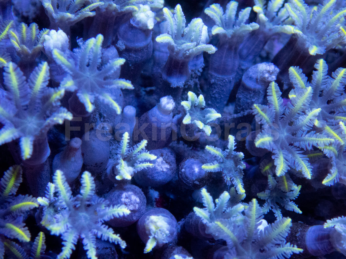 🌼💛 Golden Bloom Clove Polyps Clavularia sp. (Cultured Yellow-Tip Morph ...