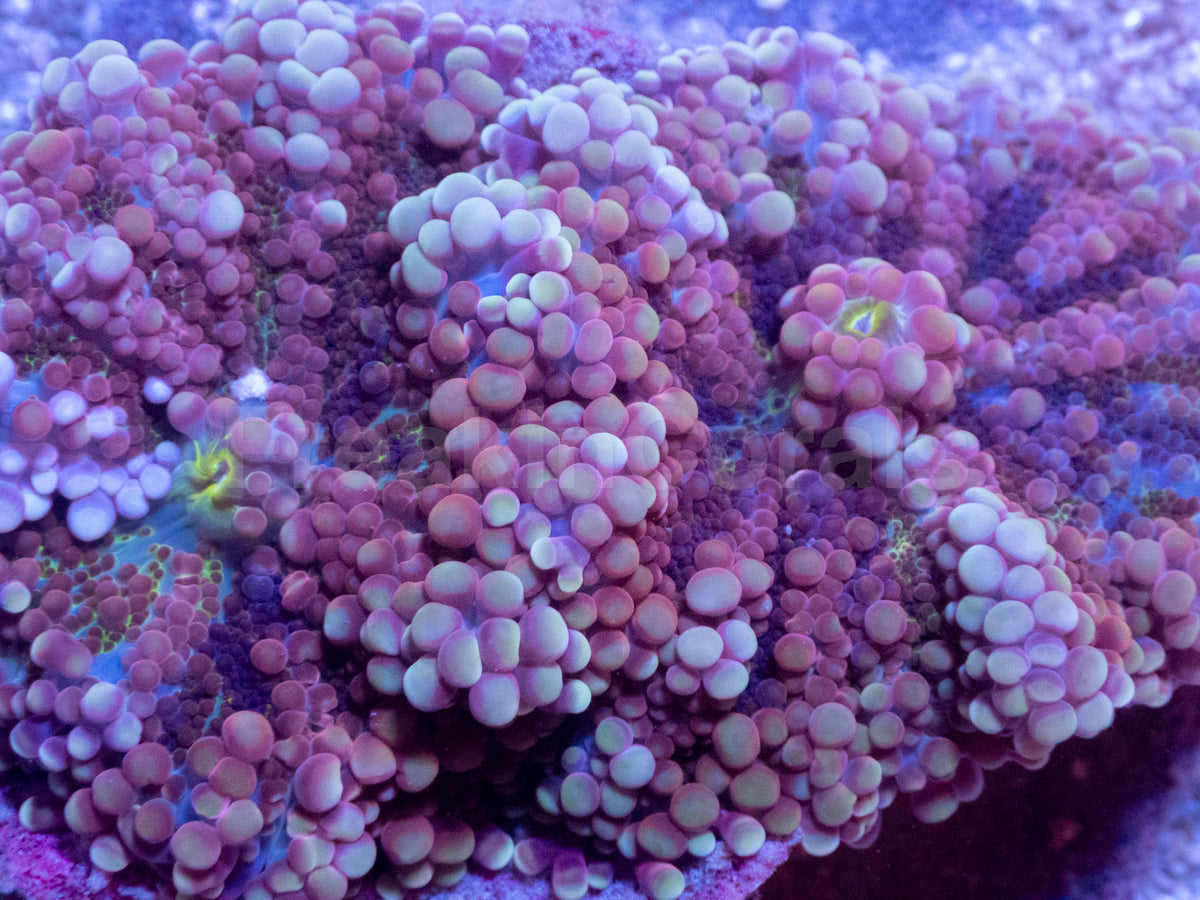 Royal Eclipse Ricordea Yuma – freakincorals.com