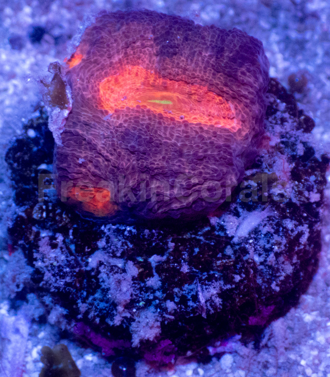 BigR Gumdrop Echinata Frag Acanthastrea echinata (BigR Gumdrop Morph ...