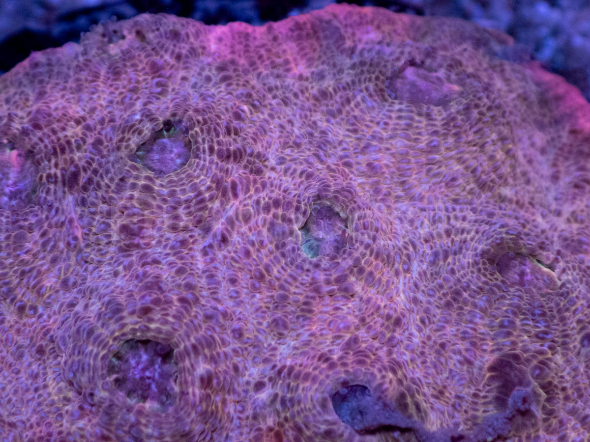 Blushing Rose Chalice – freakincorals.com