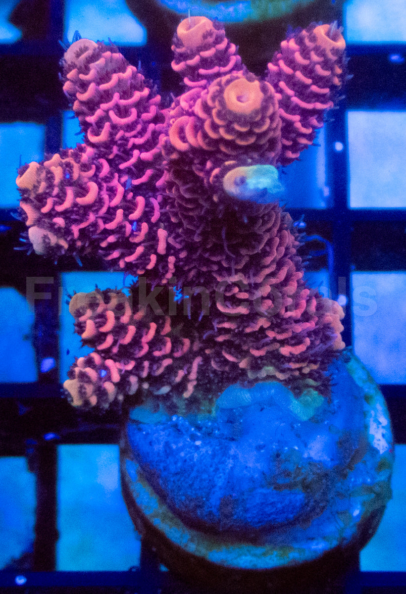 Pink Millepora Acropora – freakincorals.com