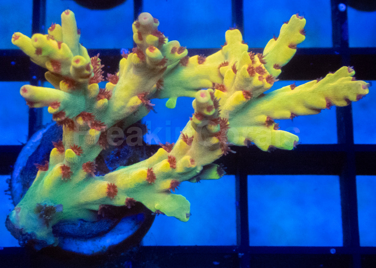 Yellow Mustard Speciosa Acropora – freakincorals.com