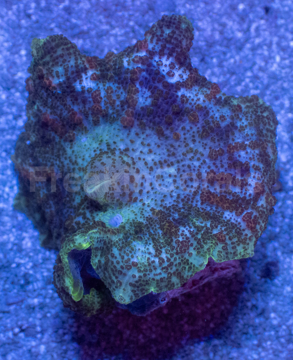 Caribbean Giant Green Neglecta Mushroom – freakincorals.com