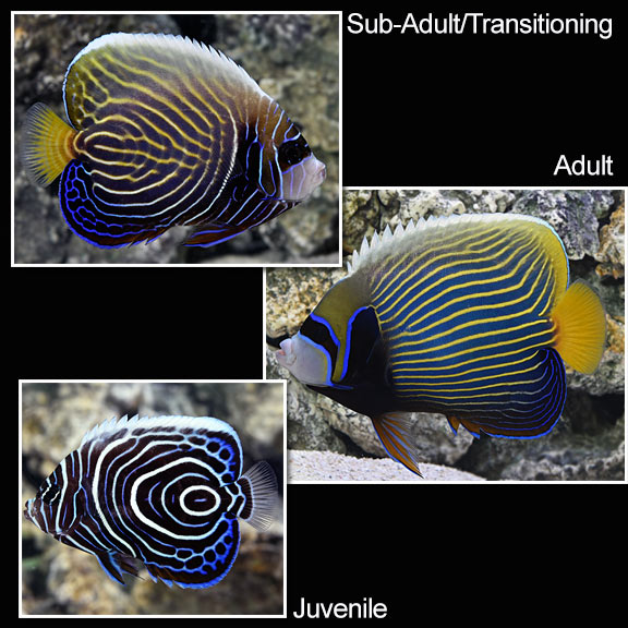 emperor angelfish changing