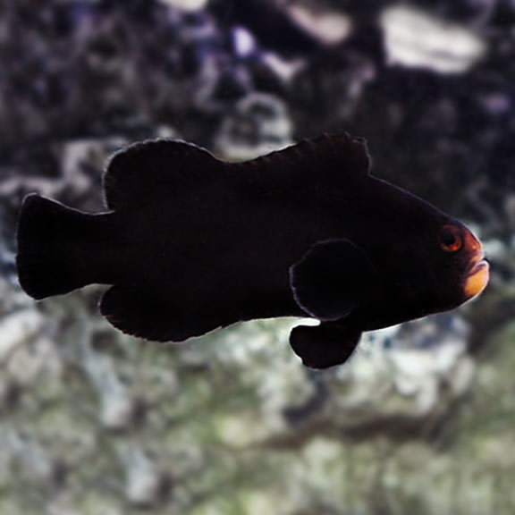 All Black Clownfish Black Ocellaris Clownfish – The Dallas World